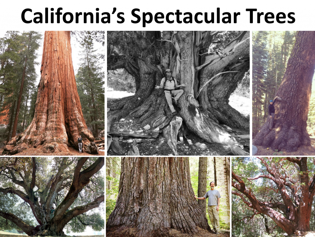 California’s Iconic Plants | Cambria Forest Committee